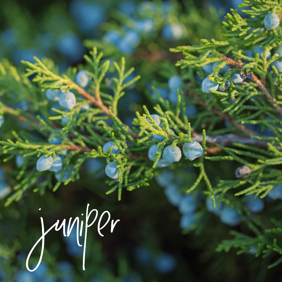 Juniper Fresh Cut Oregon Juniper Box Christmas Wedding - Etsy