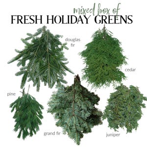 17 Pounds Fresh Christmas Greens | XL Box Assorted Cuttings | Evergreen ...