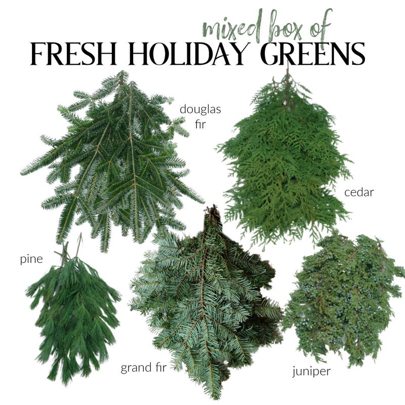 Fresh Evergreen Cuttings - Etsy