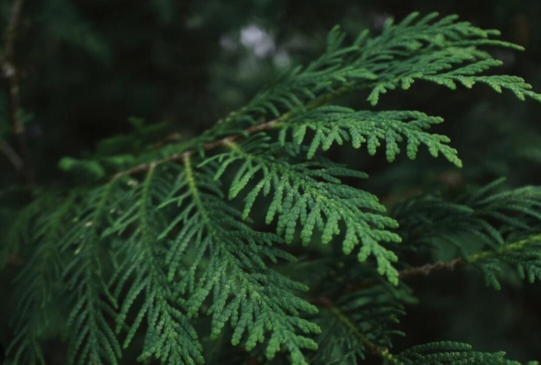 Fresh Cut Cedar Stems Christmas Greenery Oregon Pacific Northwest ...