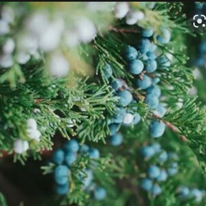 Juniper | Fresh Cut Oregon Juniper Box | Christmas | Wedding | Fresh ...