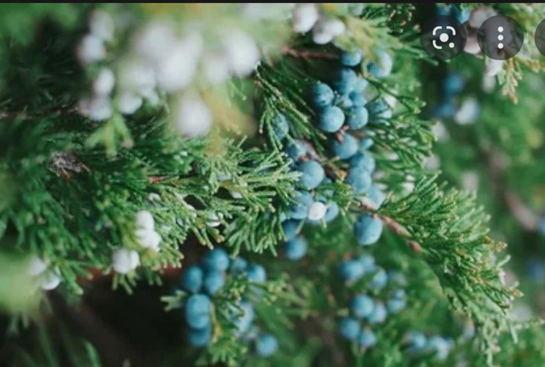 Juniper Fresh Cut Oregon Juniper Box Christmas Wedding - Etsy