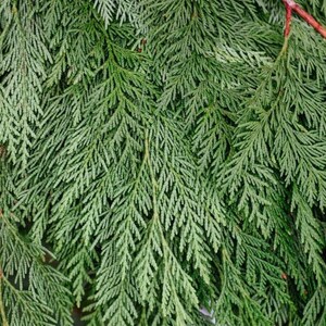 Fresh Cut Cedar Stems Christmas Greenery Oregon Pacific Northwest ...