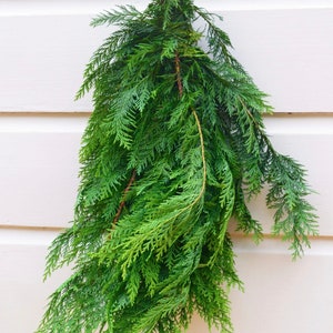 Fresh Cut Cedar Stems Christmas Greenery Oregon Pacific Northwest ...
