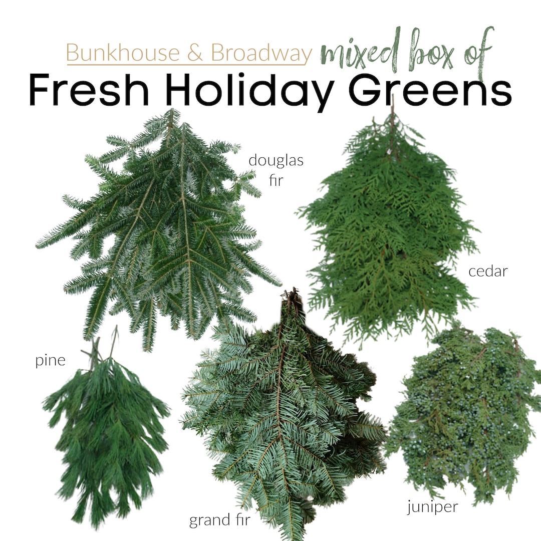 17 Pounds Fresh Christmas Greens XL Box Assorted Cuttings Evergreen ...
