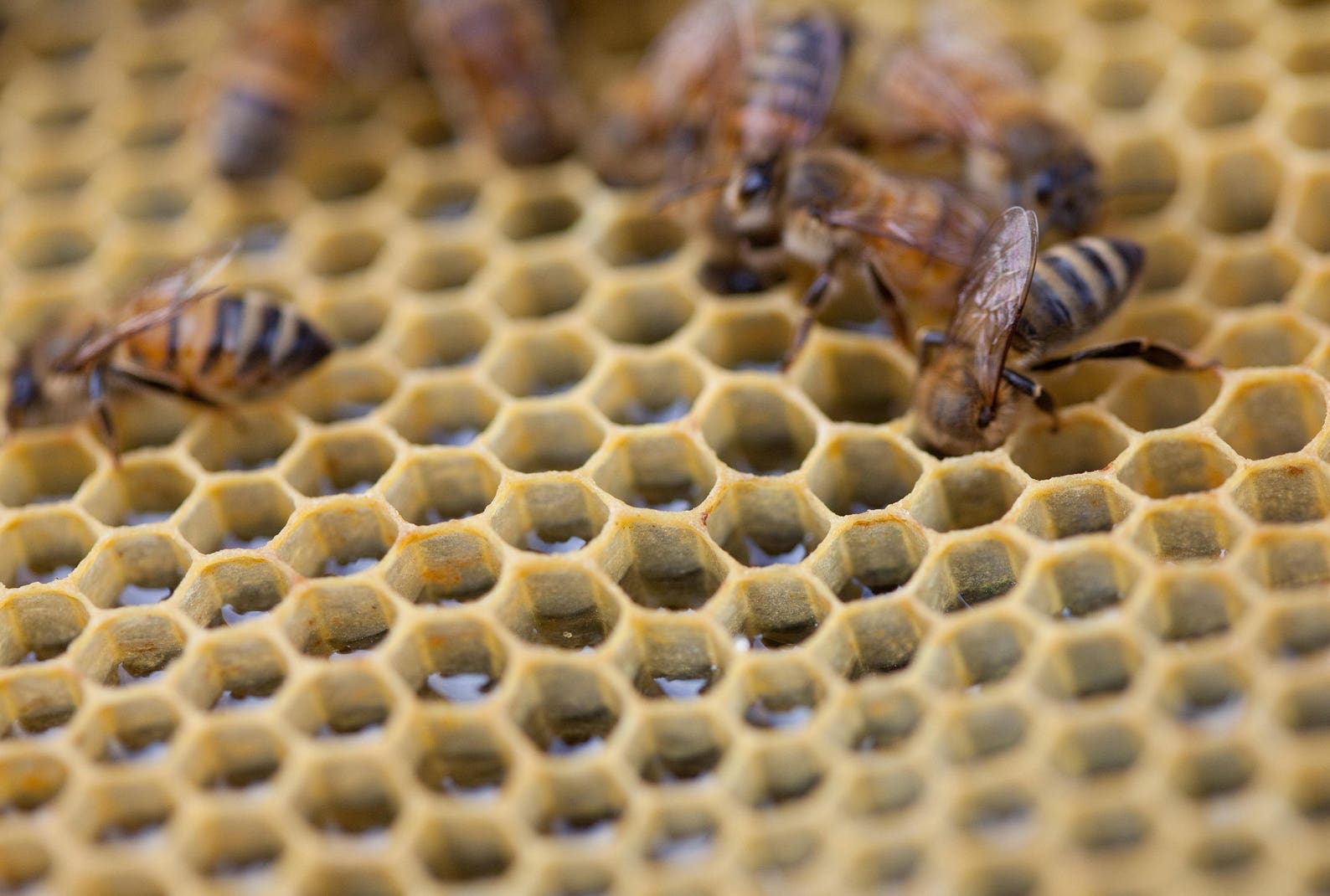 Comb Honey Gift Box: Raw Honeycomb, Beeswax Candle & Honey Dipper - Etsy