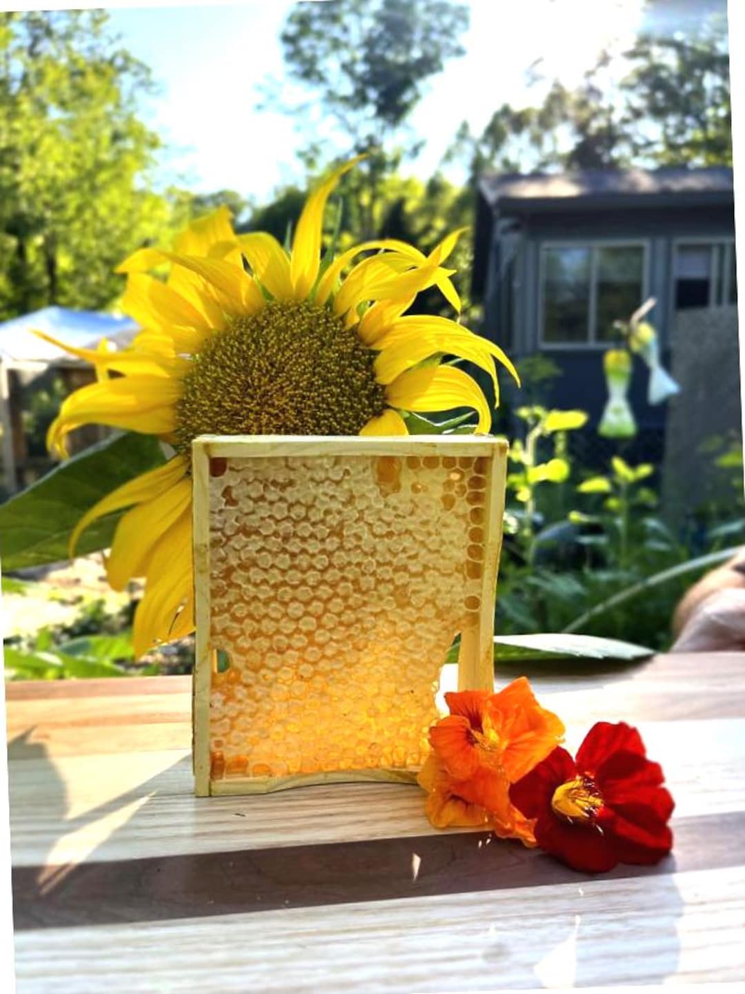 Raw Honeycomb Section in Wooden Frame. Plastic-free Comb Honey, Hand ...