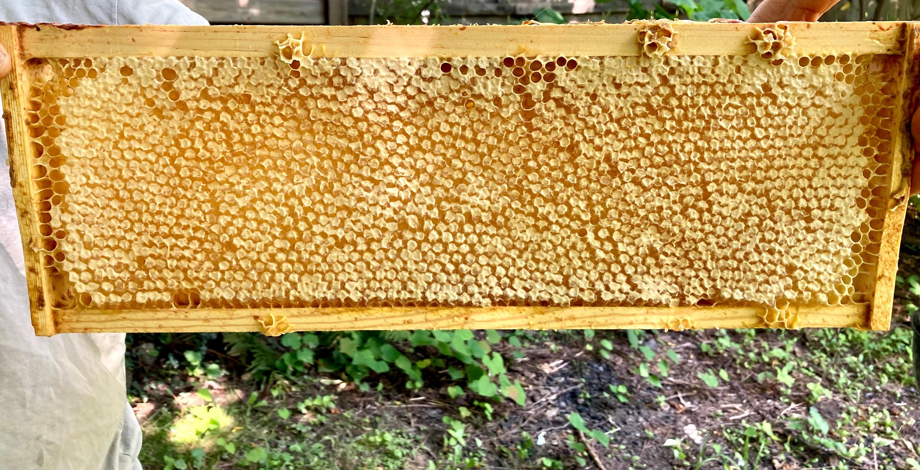Raw Honeycomb Frame: Seasonal Artisan Honey, Comb Honey - Made in the ...