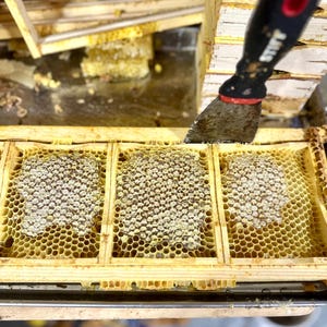 Raw Honeycomb in Wooden Frame: NY Wildflower Honey, Plastic-free ...