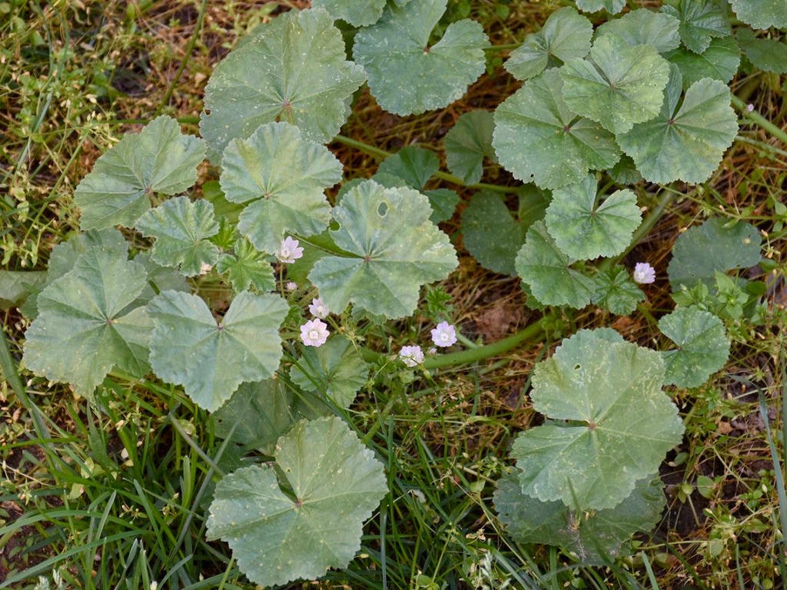 Common Mallow Tincture | Etsy