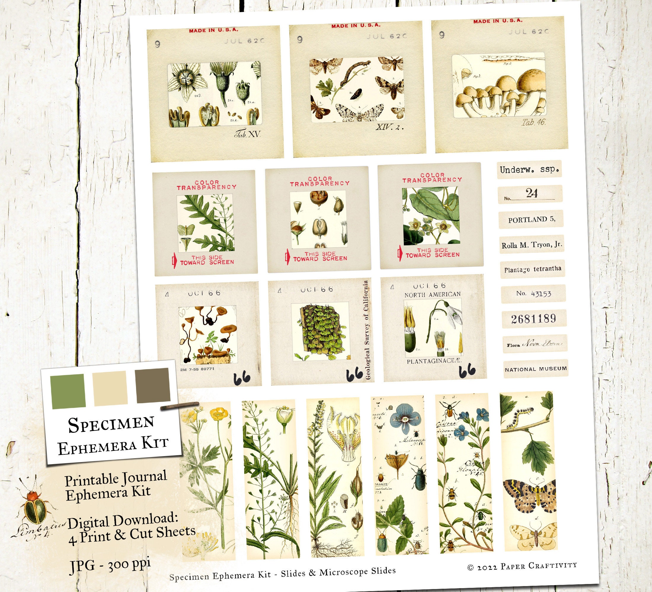Printable Specimen Ephemera Kit Nature Junk Journal Kit - Etsy