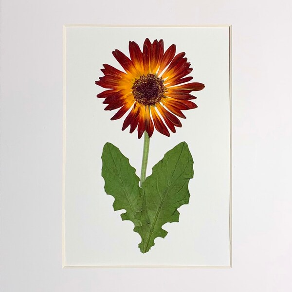 Gerbera Daisy - Etsy
