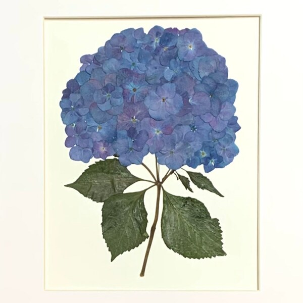 Pressed Hydrangea - Etsy