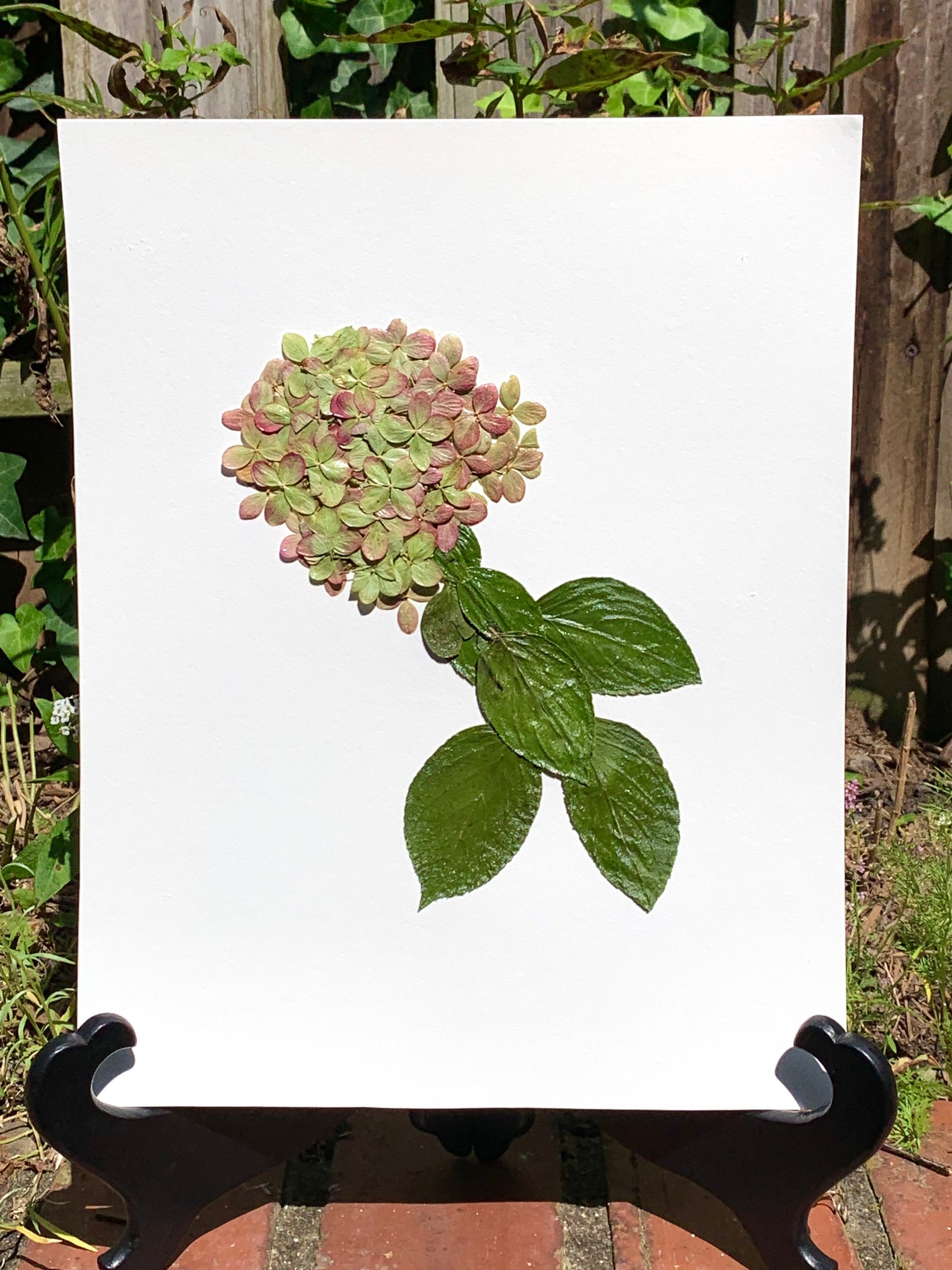 Real Pressed Flower Art Pressed Botanical Art Herbarium of | Etsy