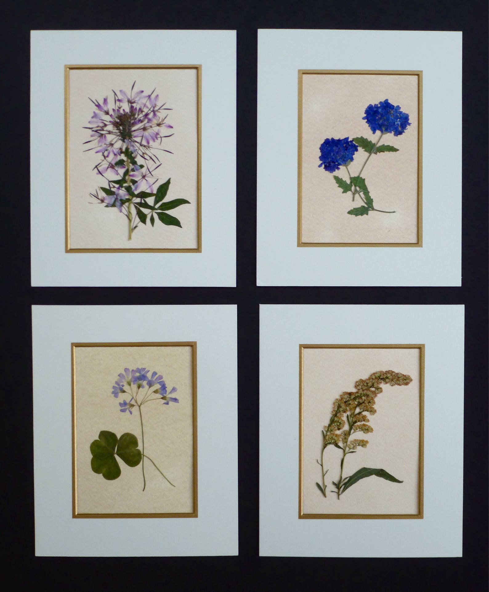 Original Real Pressed Flower Art Pressed Botanical Art - Etsy