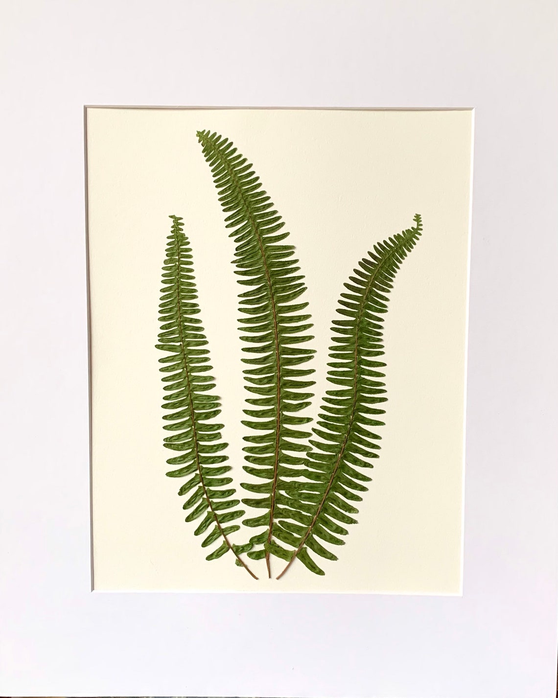 Original Real Pressed Fern Pressed Botanical Art Herbarium of - Etsy