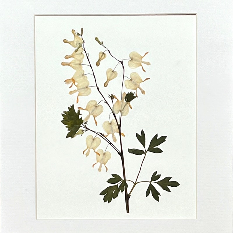 White Bleeding Heart - Etsy