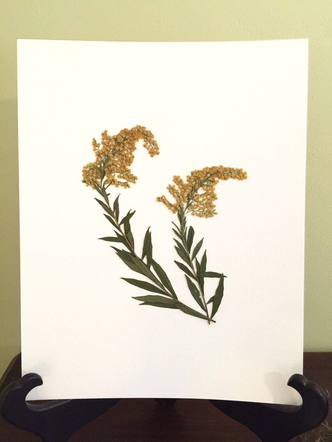 Real Pressed Flower Art Pressed Botanical Art Herbarium of Goldenrod ...
