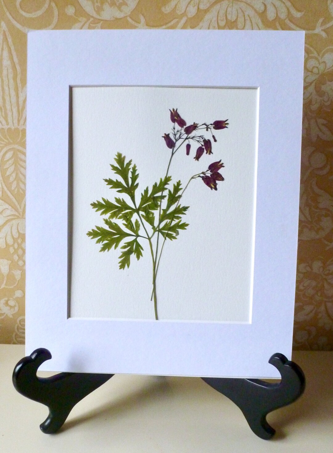 Real Pressed Flower Art Botanical Art Herbarium of Dwarf Bleeding Heart ...