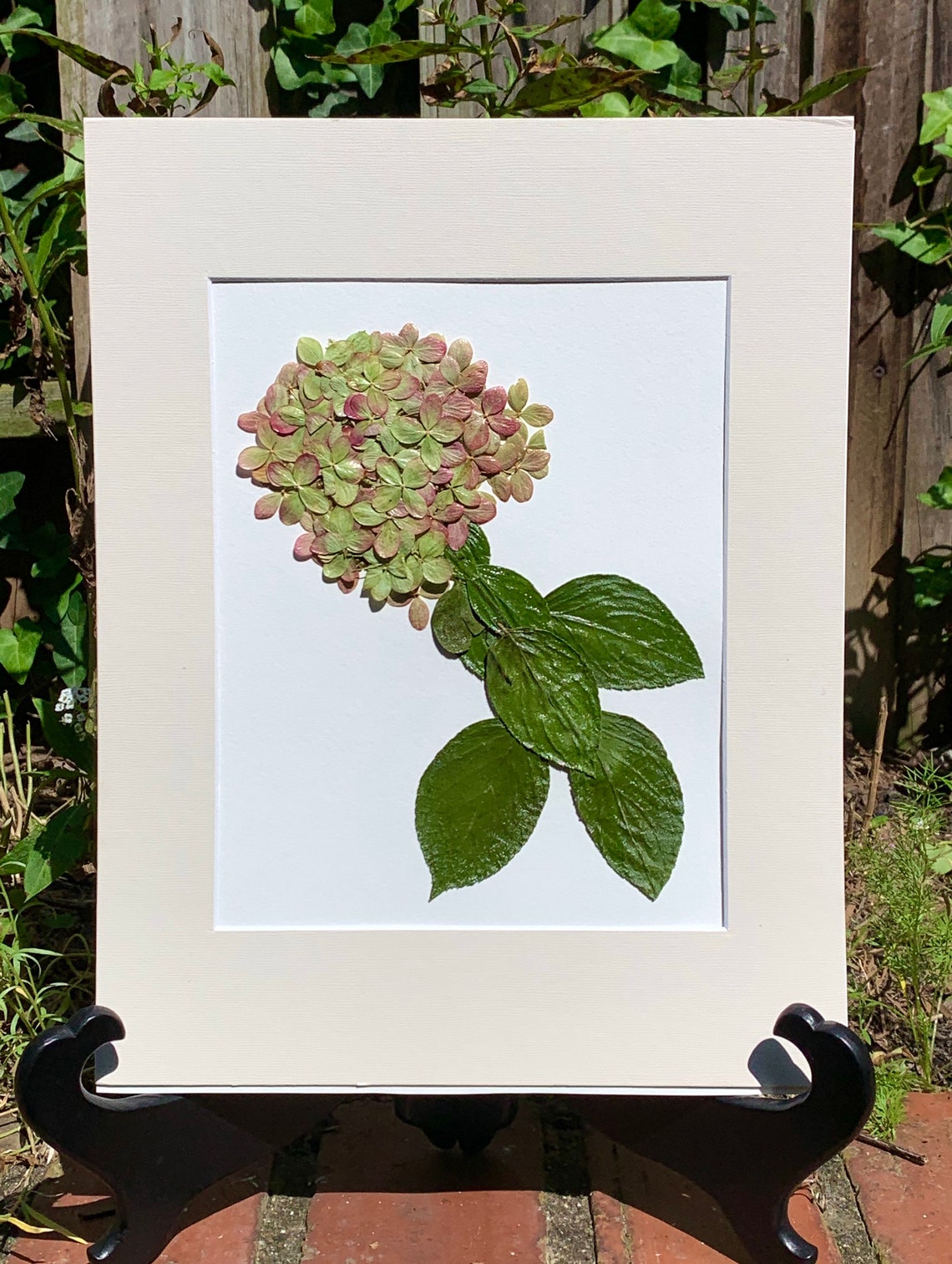 Real Pressed Flower Art Pressed Botanical Art Herbarium of - Etsy