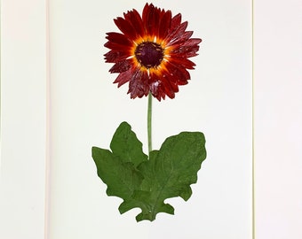 Real Pressed Flower Art Pressed Botanical Art Herbarium of - Etsy