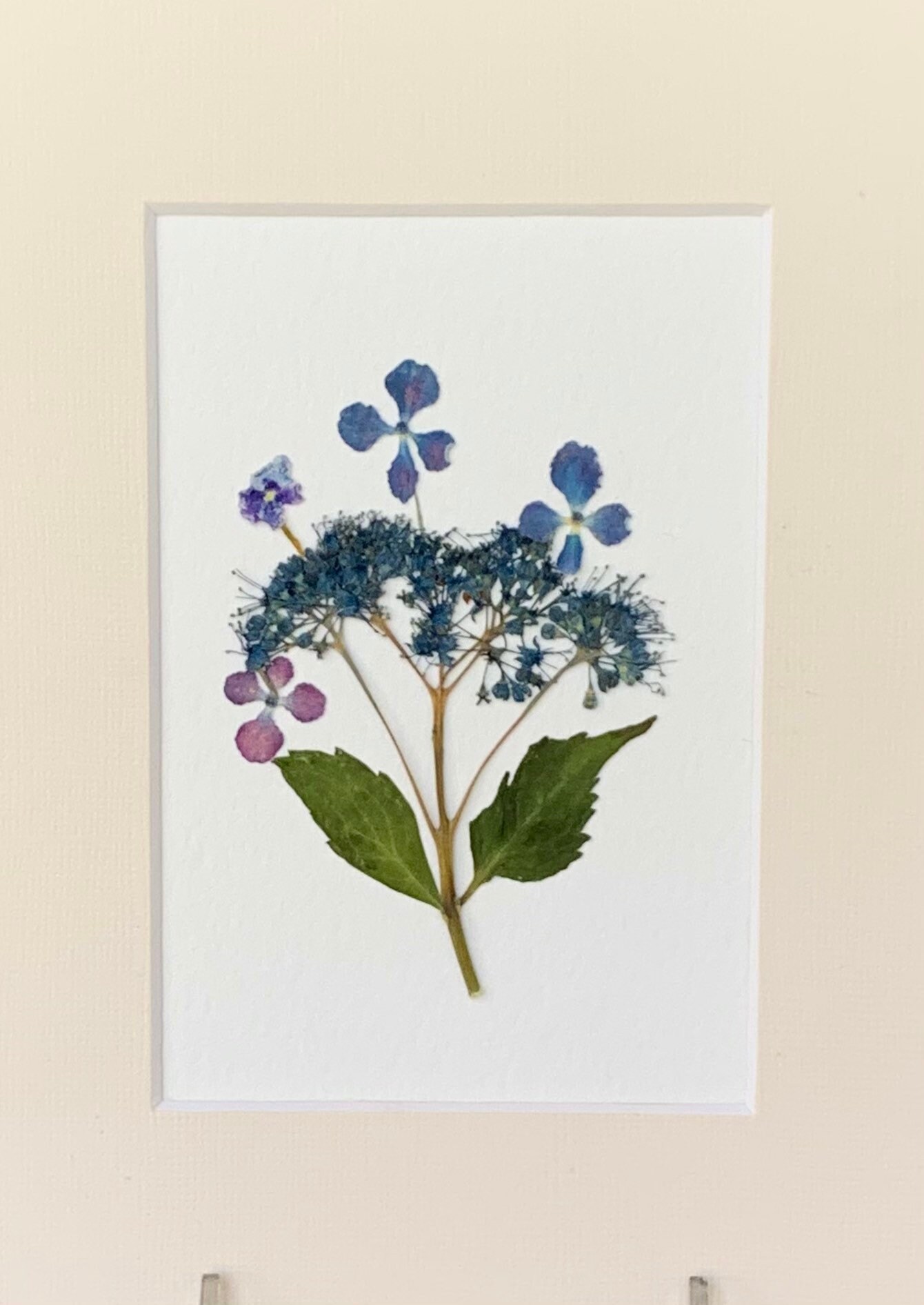 Real Original Pressed Flower Art Pressed Botanical Art | Etsy