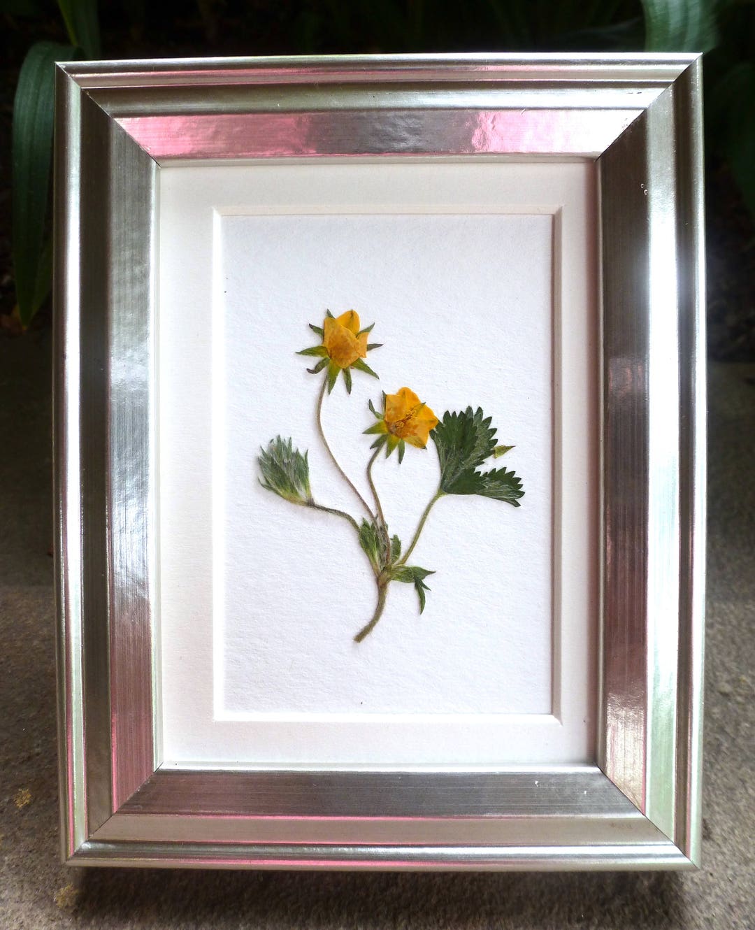 Framed Pressed Flower Botanical Art Herbarium of Strawberry Flowers - Etsy