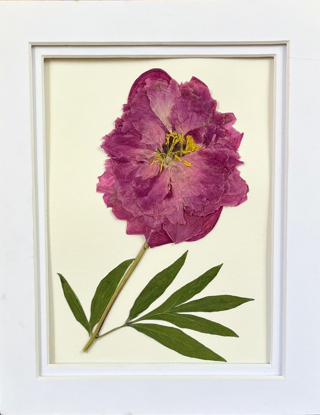 Original Real Pressed Flower Art Pressed Botanical Art Herbarium of ...