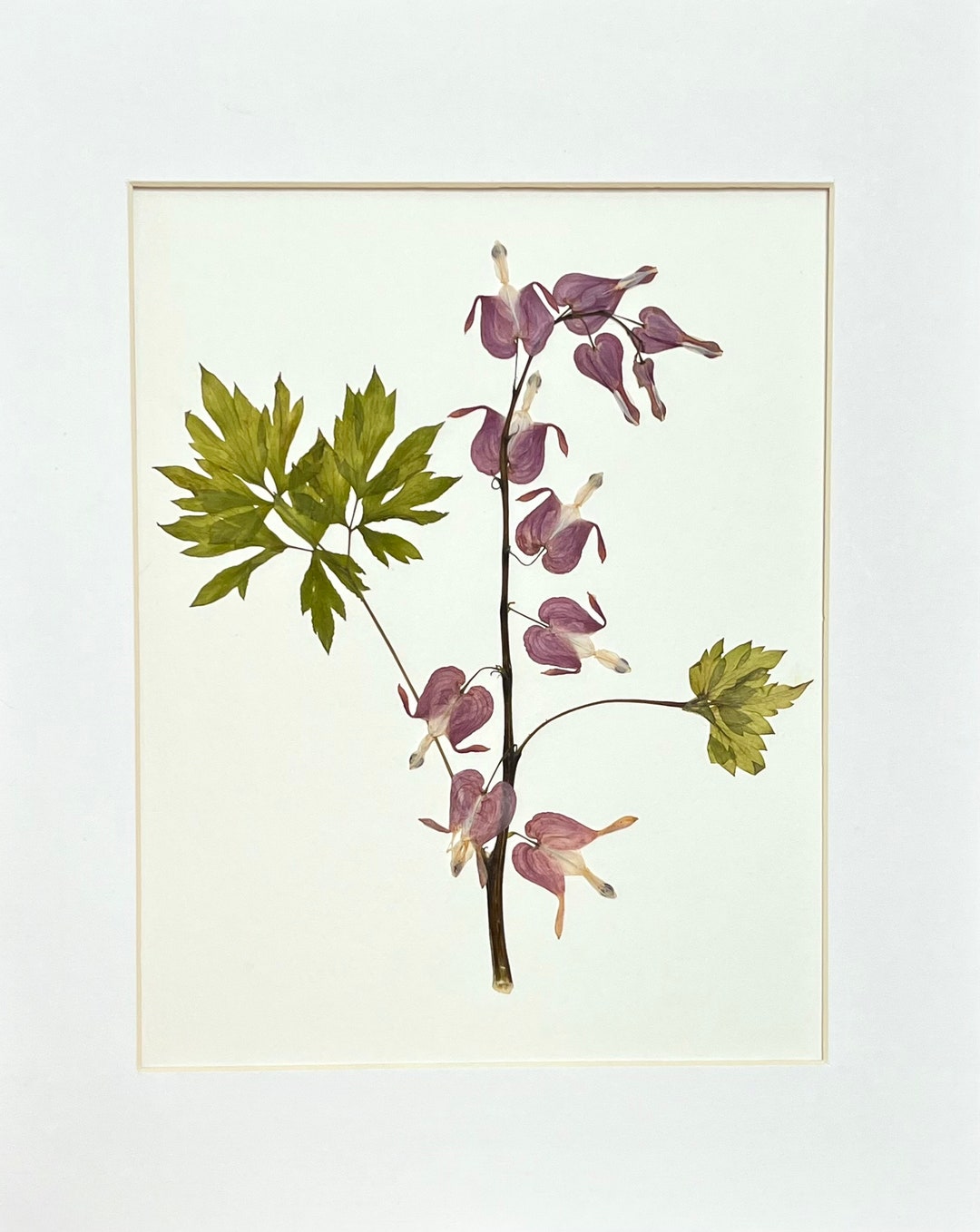 Original Real Pressed Flower Art Pressed Botanical Art Herbarium of ...