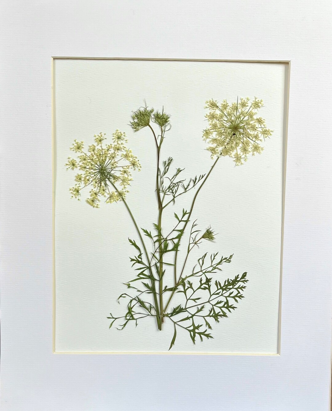 Real Original Pressed Flower Art Pressed Botanical Art - Etsy