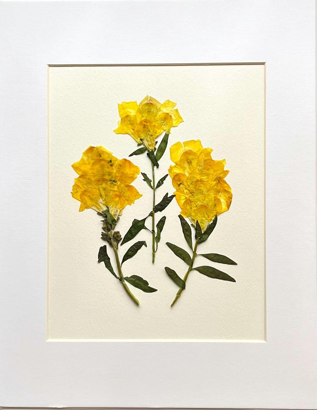 Real Original Pressed Flower Art Pressed Botanical Art Herbarium of ...