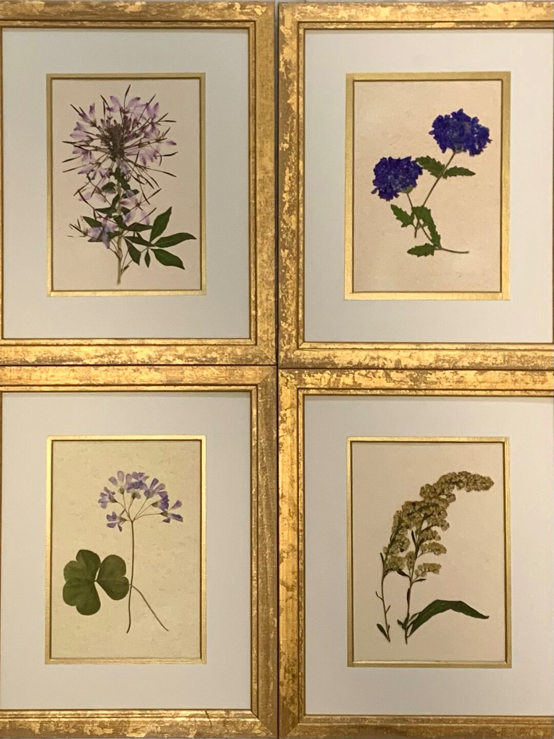 Original Real Pressed Flower Art Pressed Botanical Art Herbarium ...