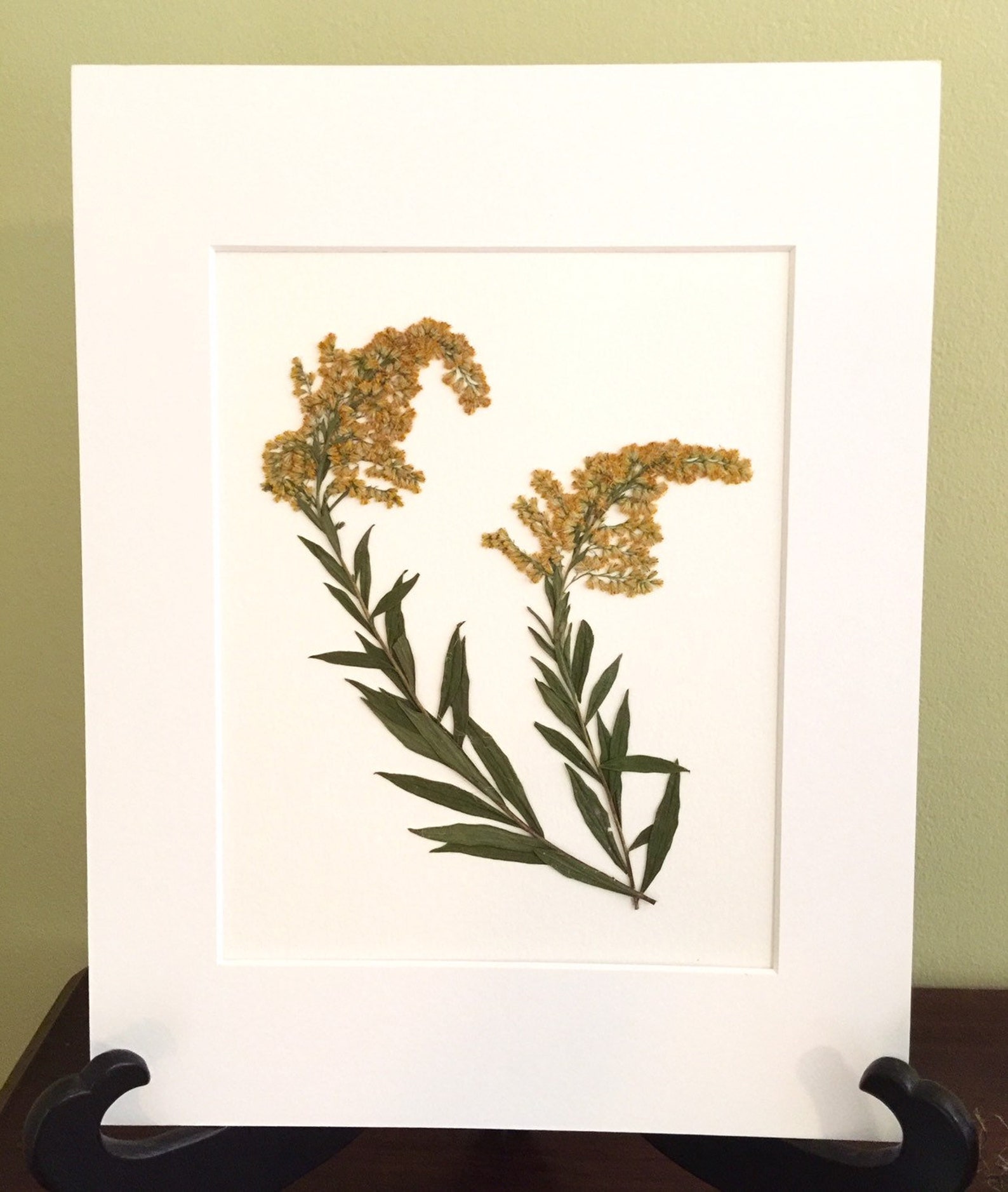 Real Pressed Flower Art Pressed Botanical Art Herbarium of - Etsy