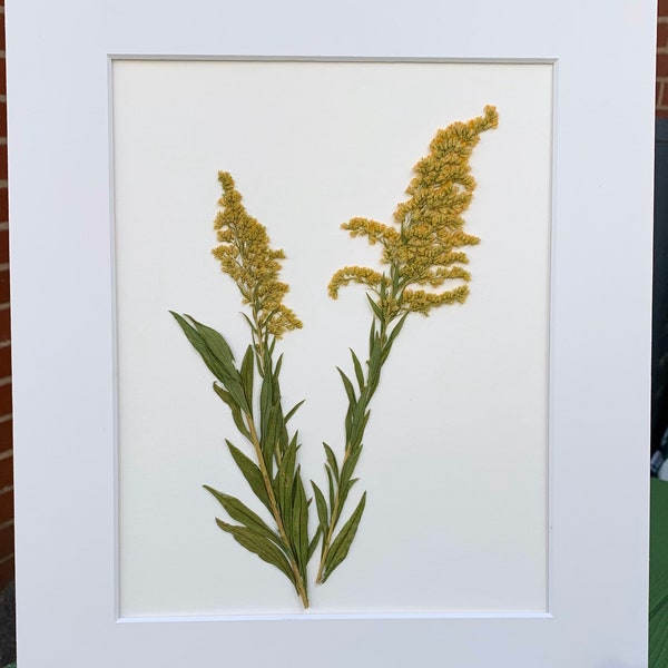 Goldenrod Flowers - Etsy