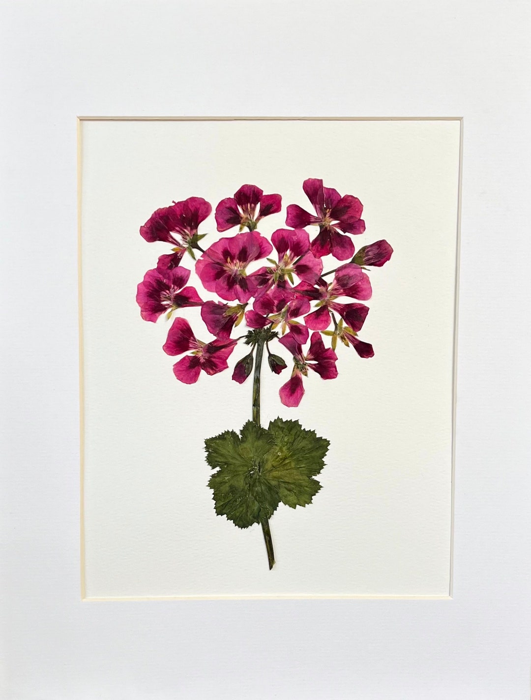 Real Original Pressed Flower Art Pressed Botanical Art Herbarium of Hot ...