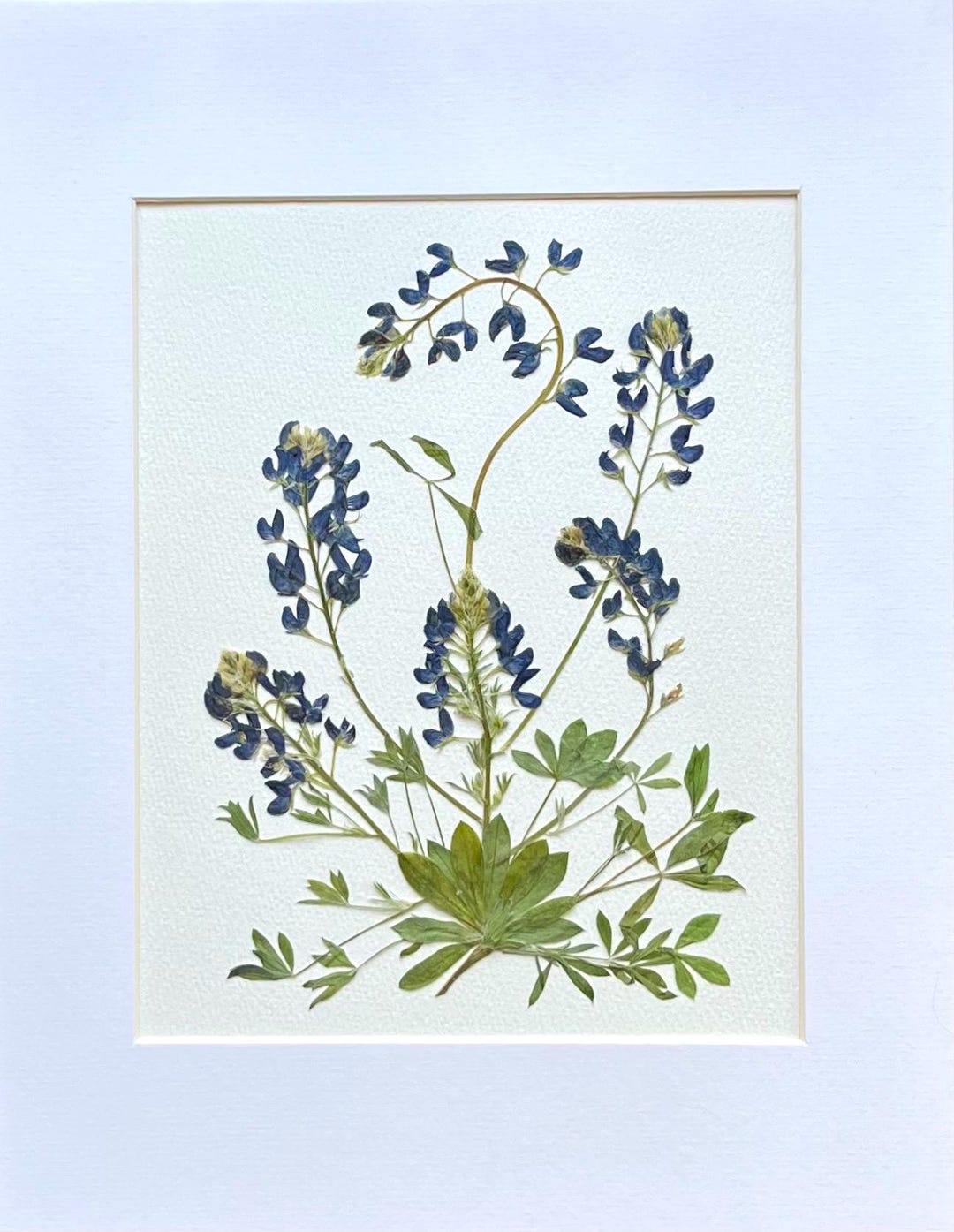 Original Real Pressed Flower Art Pressed Botanical Art Herbarium of ...