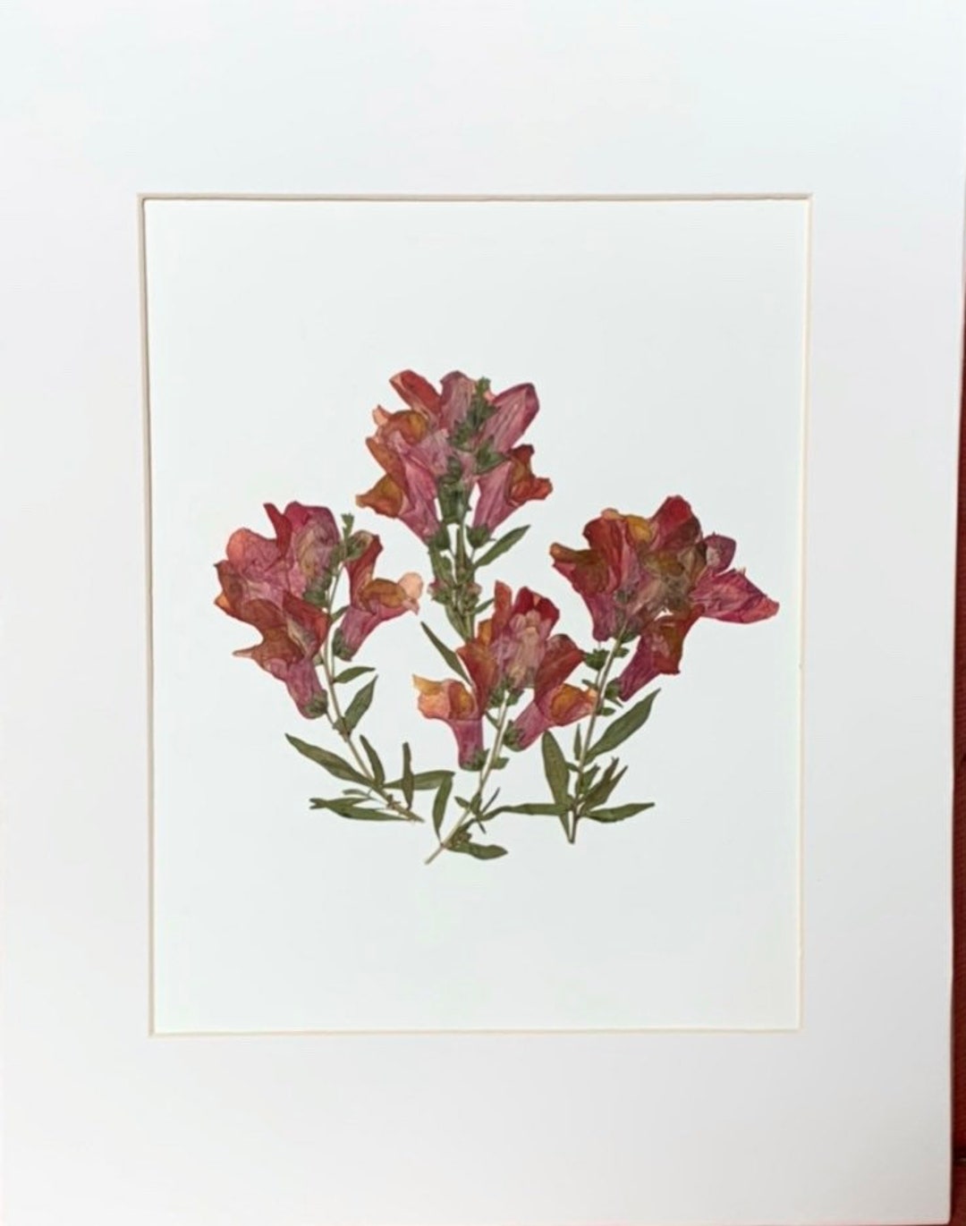 Original Real Pressed Flower Art Pressed Botanical Art Herbarium of ...