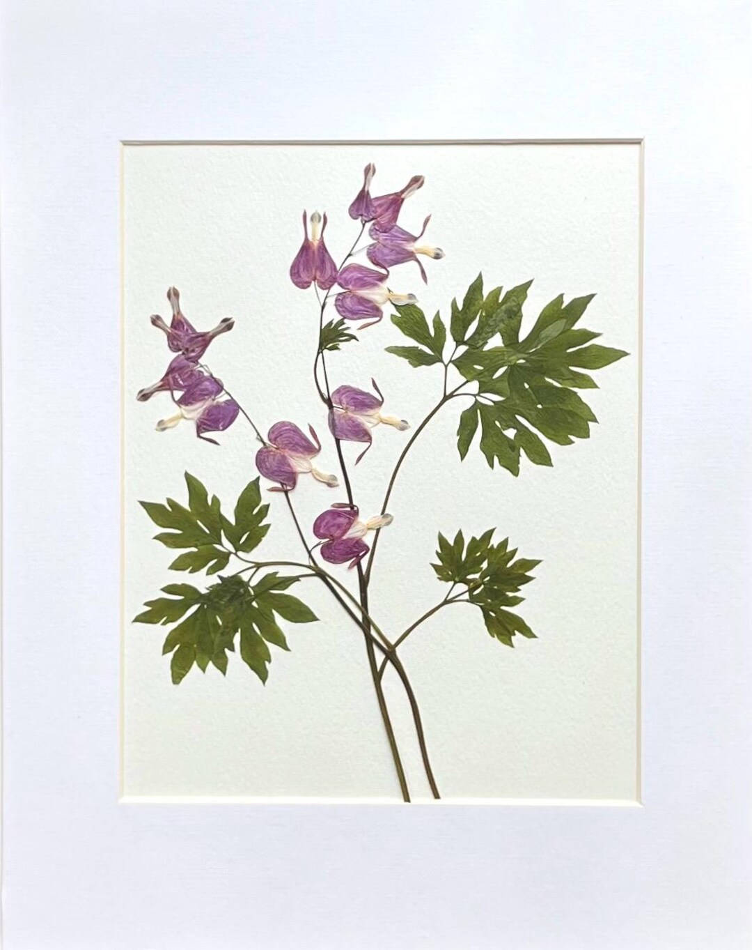 Original Real Pressed Flower Art Pressed Botanical Art Herbarium of ...