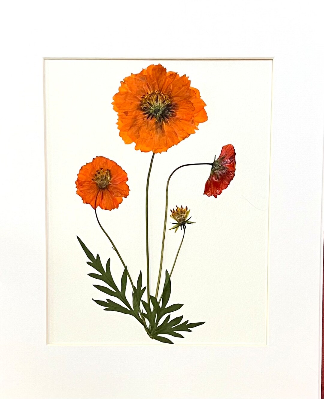 Real Original Pressed Flower Art Pressed Botanical Art Herbarium of ...