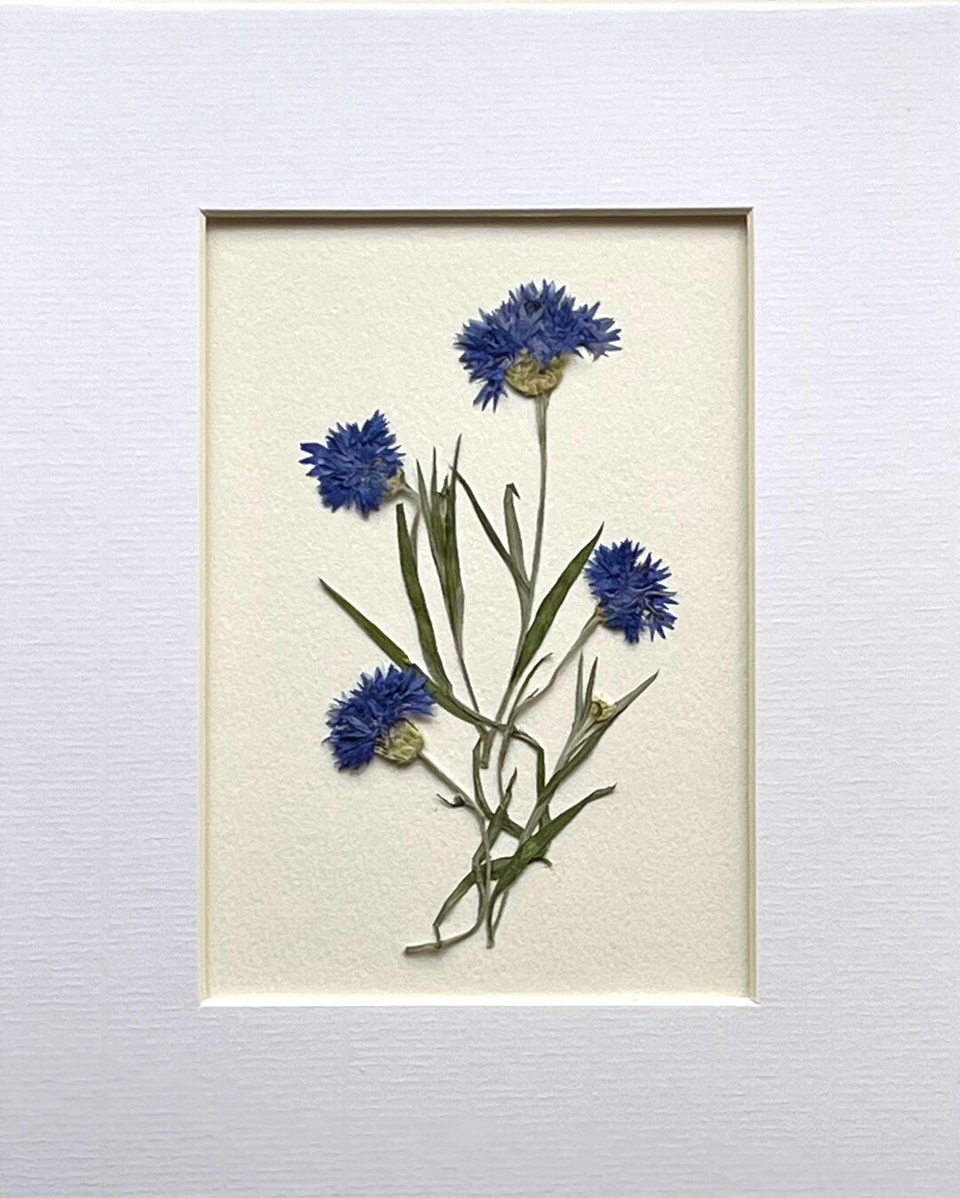 Real Original Pressed Flower Art Pressed Botanical Art Herbarium of ...
