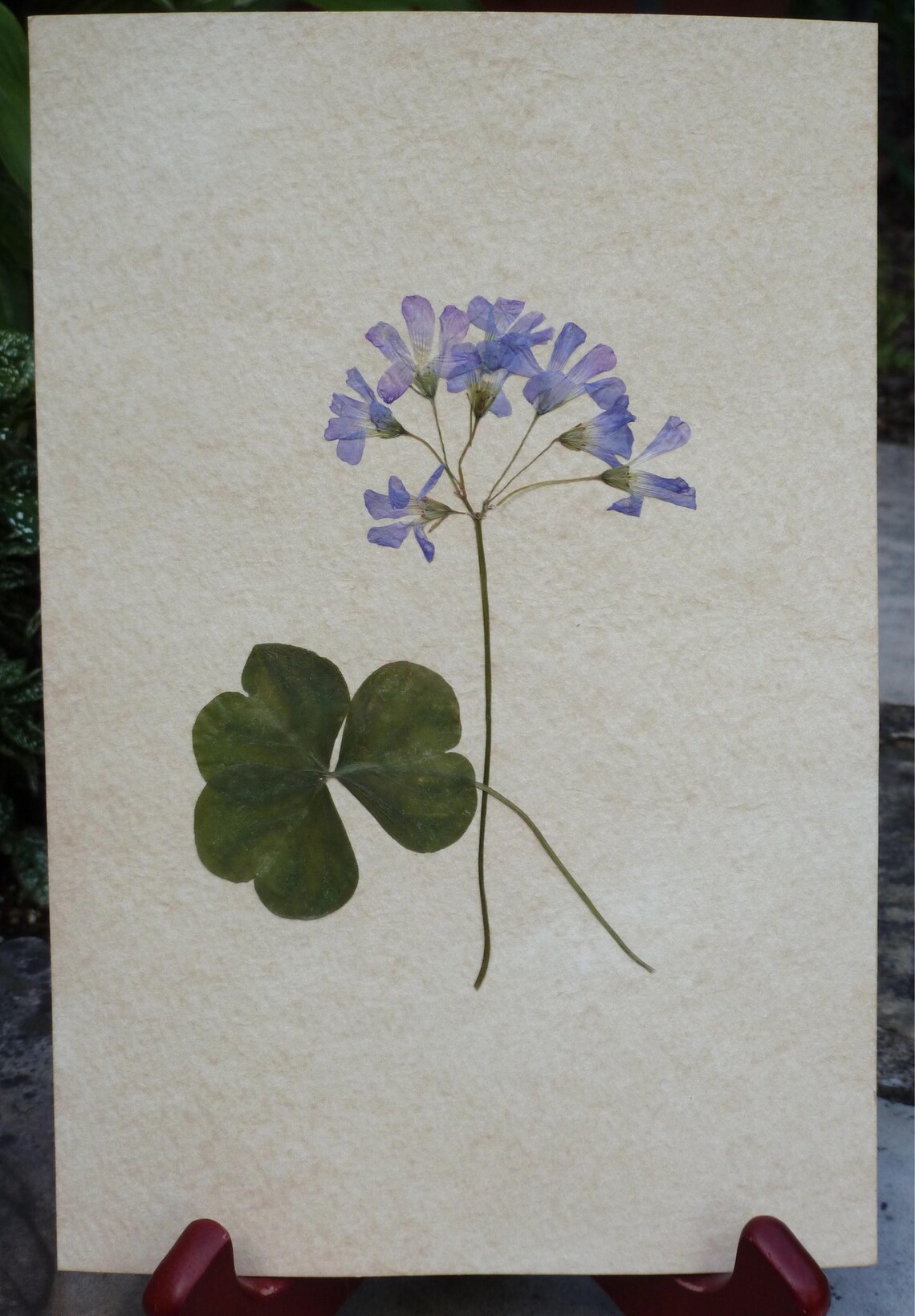 Original Real Pressed Flower Art Pressed Botanical Art - Etsy