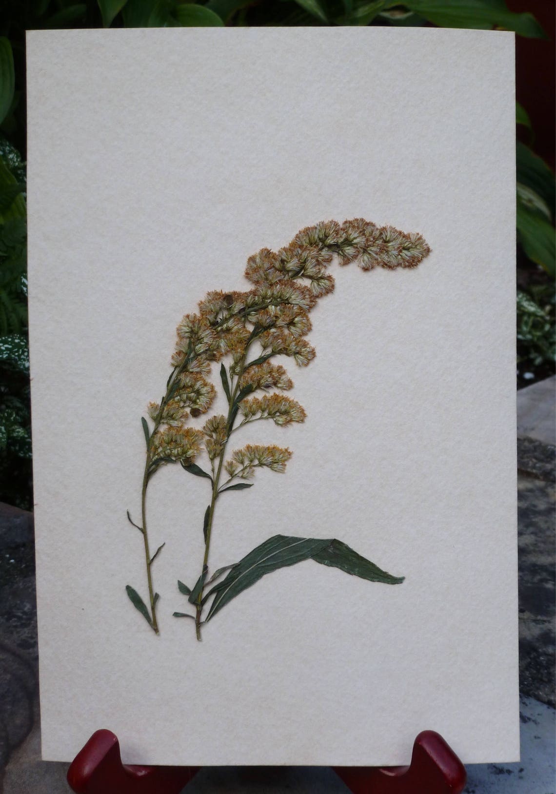 Original Real Pressed Flower Art Pressed Botanical Art - Etsy