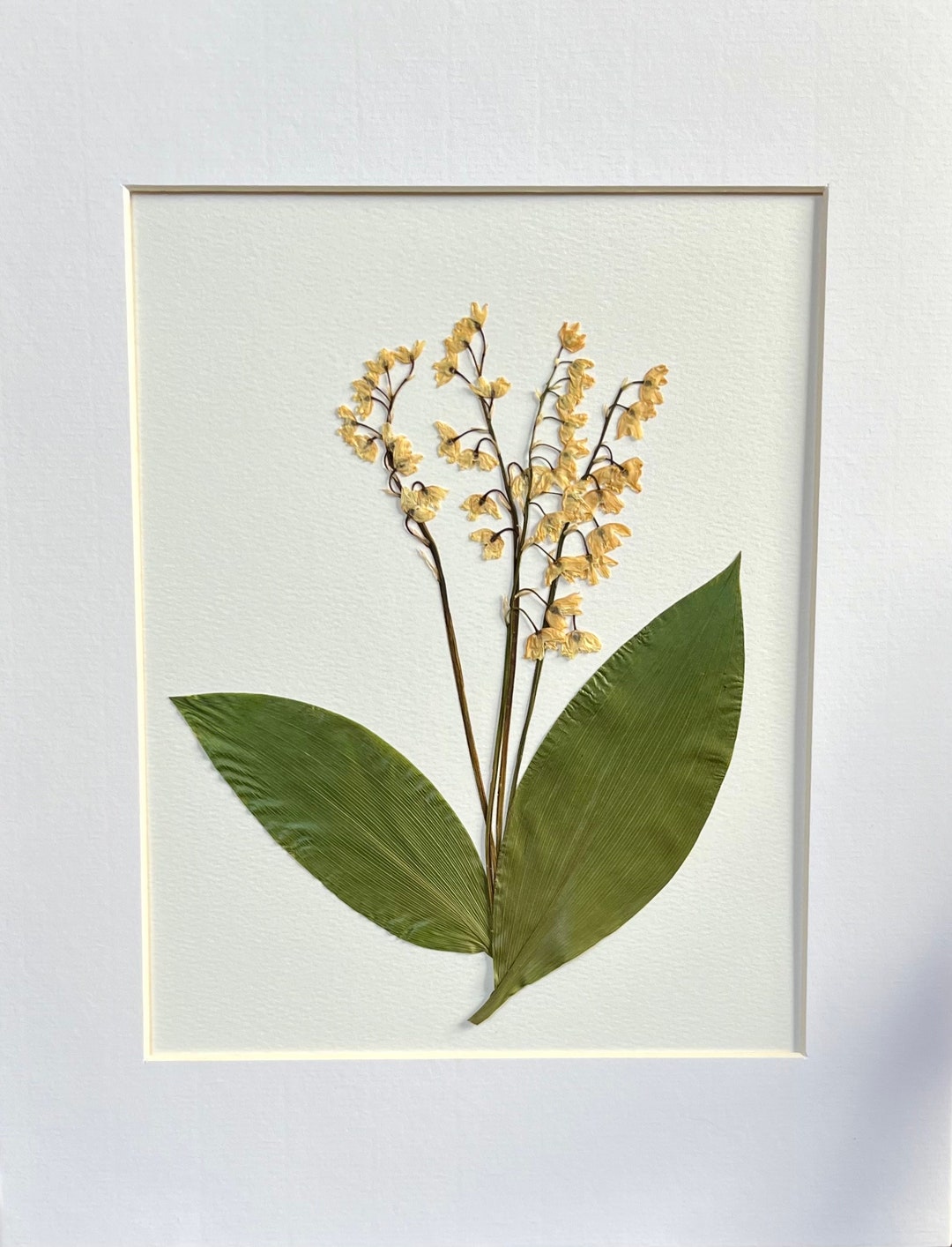 Real Original Pressed Flower Art Pressed Botanical Art - Etsy