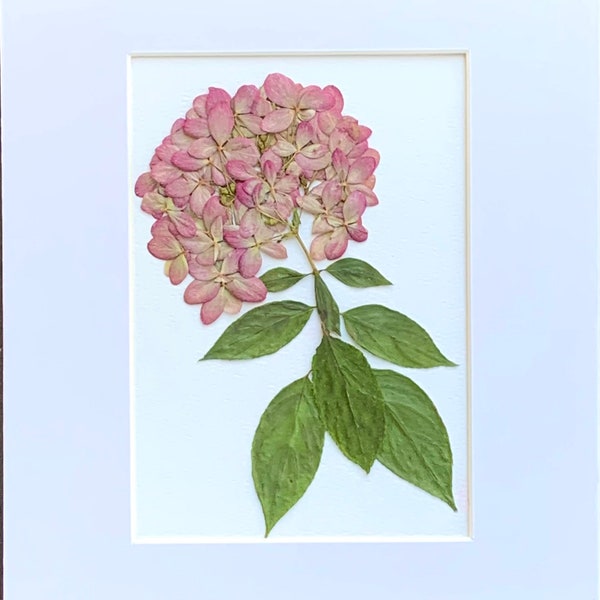 Dried Hydrangea - Etsy