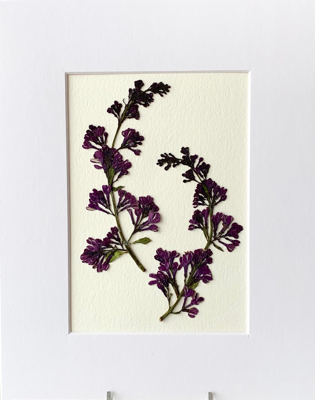 Real Pressed Flower Art Pressed Botanical Art Herbarium of Lilac ...