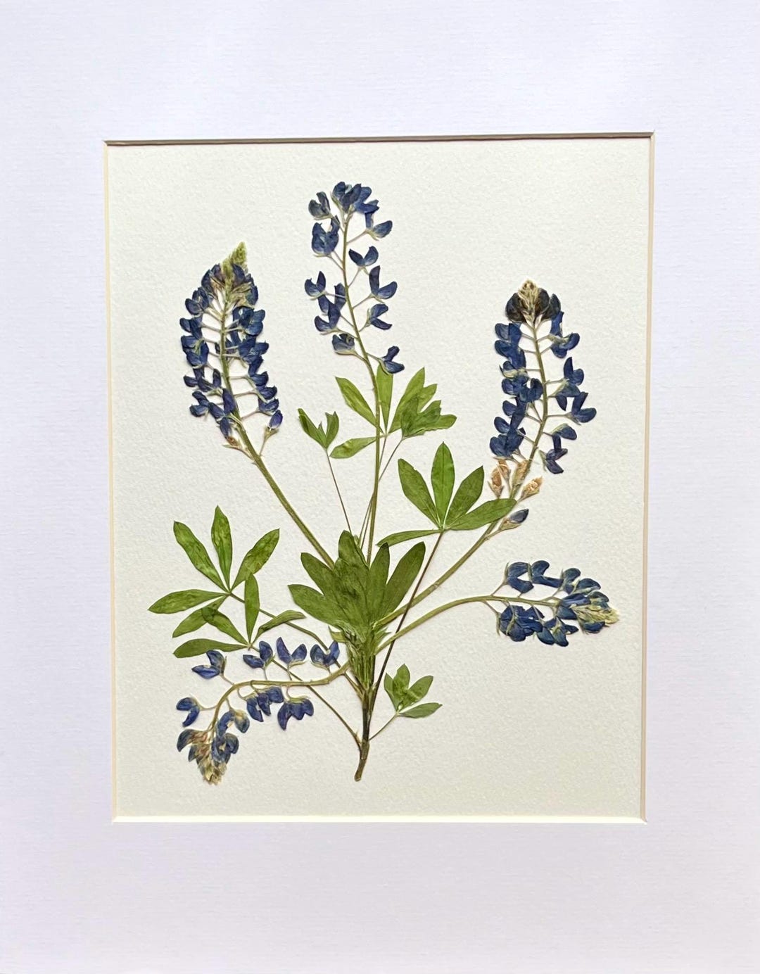 Original Real Pressed Flower Art Pressed Botanical Art Herbarium of ...