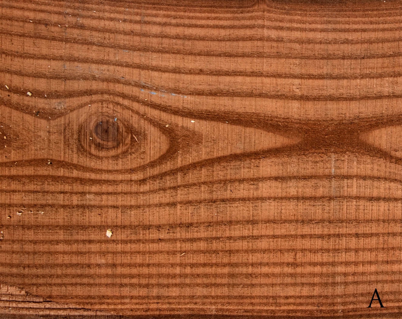 Russian Olive Lumber, Rough Cut, Live Edge, Seasoned - Etsy