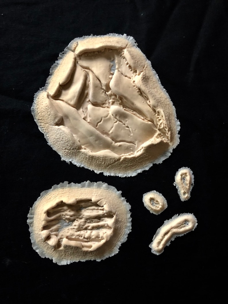 Zombie Gore Pack Foam Latex Prosthetics UNPAINTED Mature - Etsy