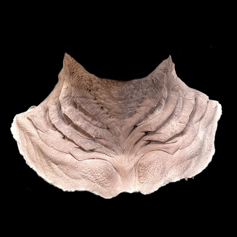 Mermaid Neck - Foam Latex Prosthetic (UNPAINTED) - Etsy