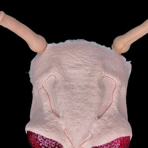 Insect - Foam Latex Prosthetic (UNPAINTED) - Etsy